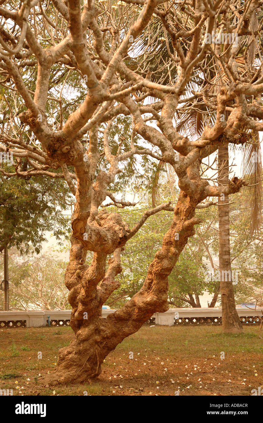 An old tangled frangipani tree in the royal palace gardens in luang ...