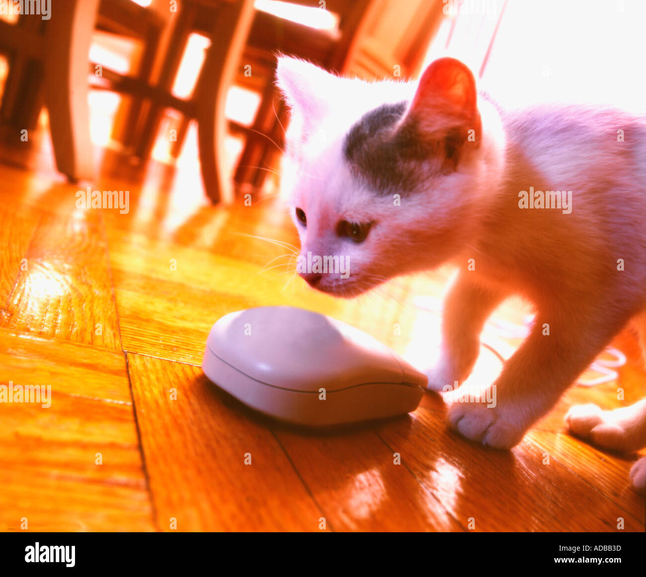 Cat computer mouse concept hi-res stock photography and images - Alamy