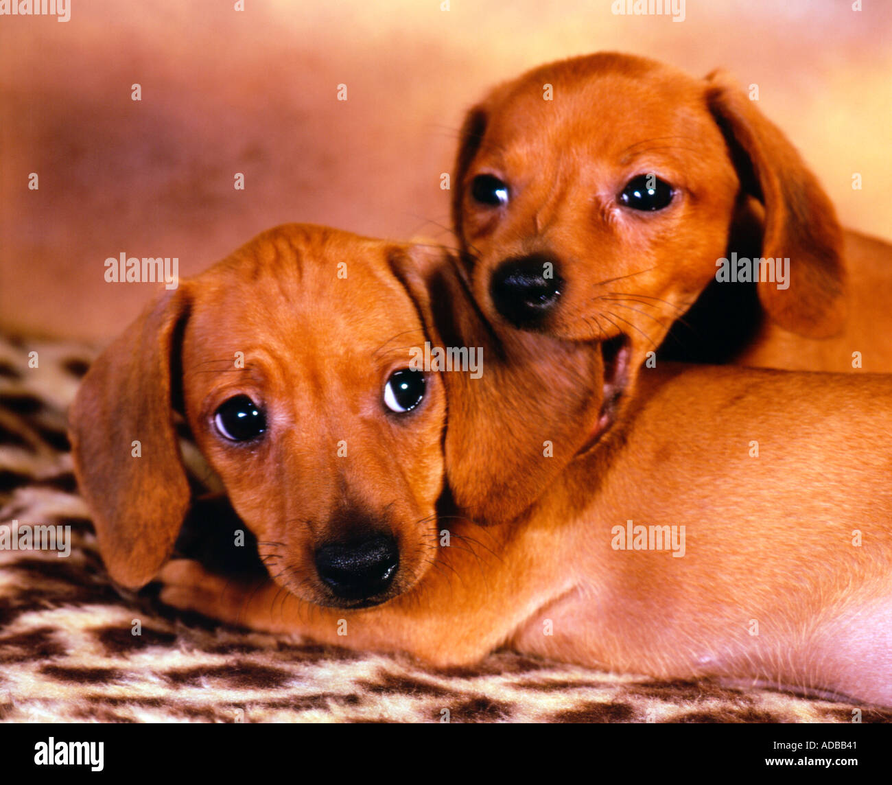 Dog Biting Ear High Resolution Stock Photography and Images - Alamy