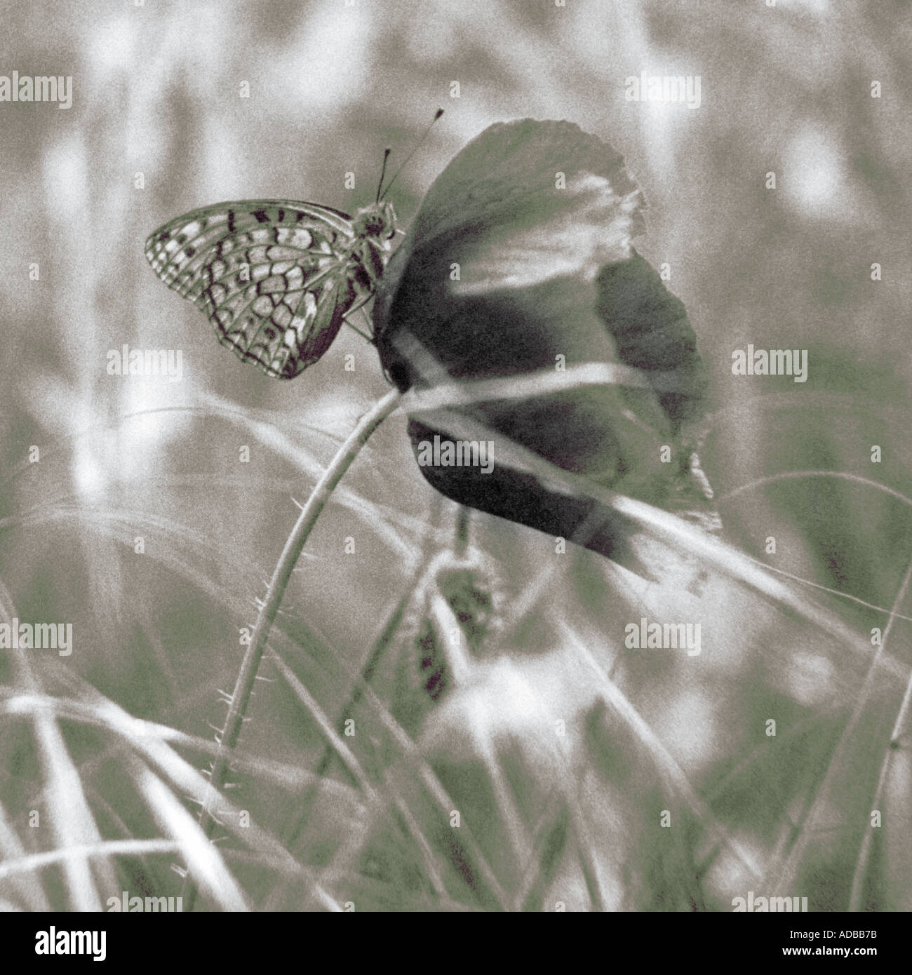 butterfly in May Stock Photo - Alamy