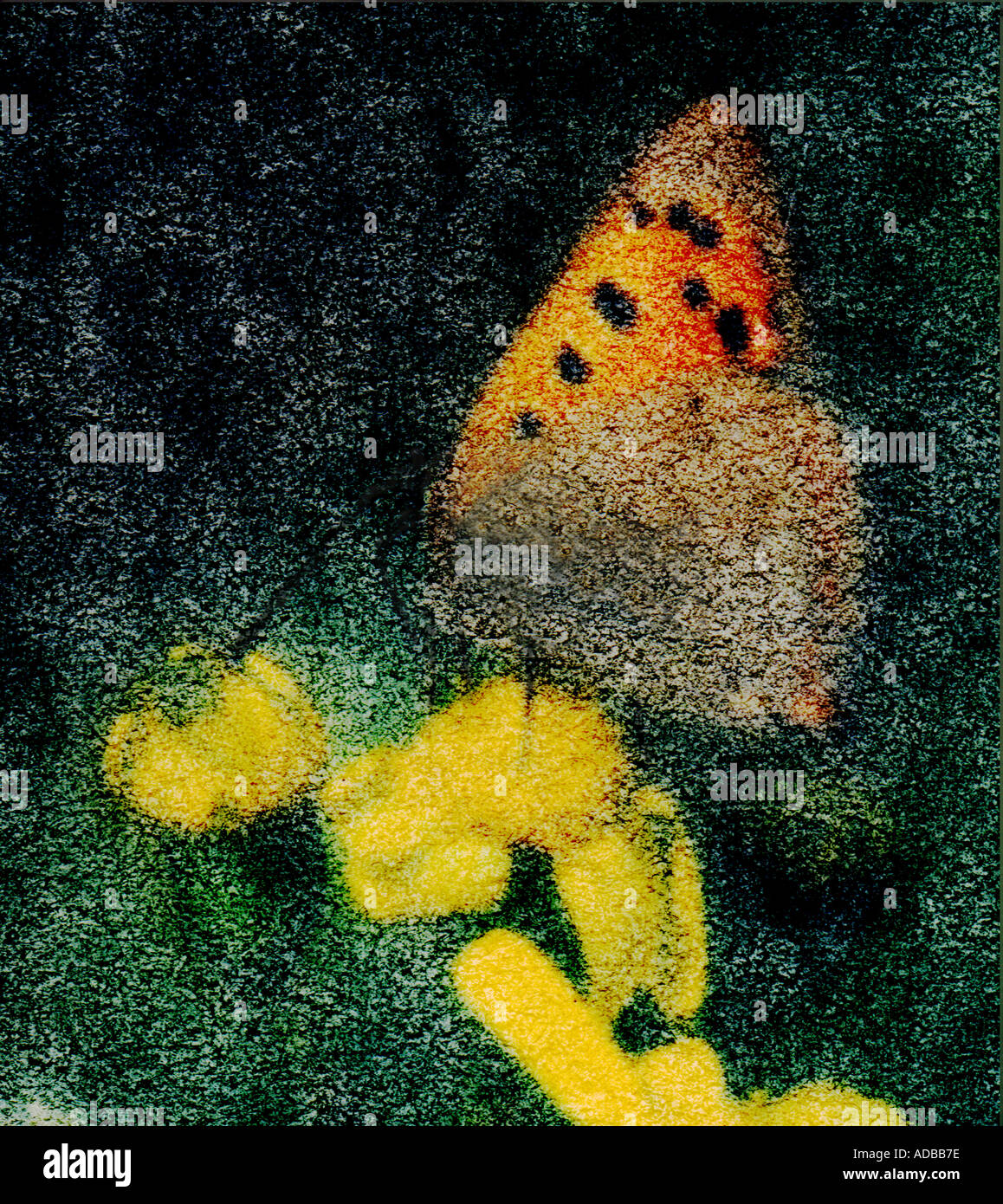 Butterfly color spectrum hi-res stock photography and images - Alamy