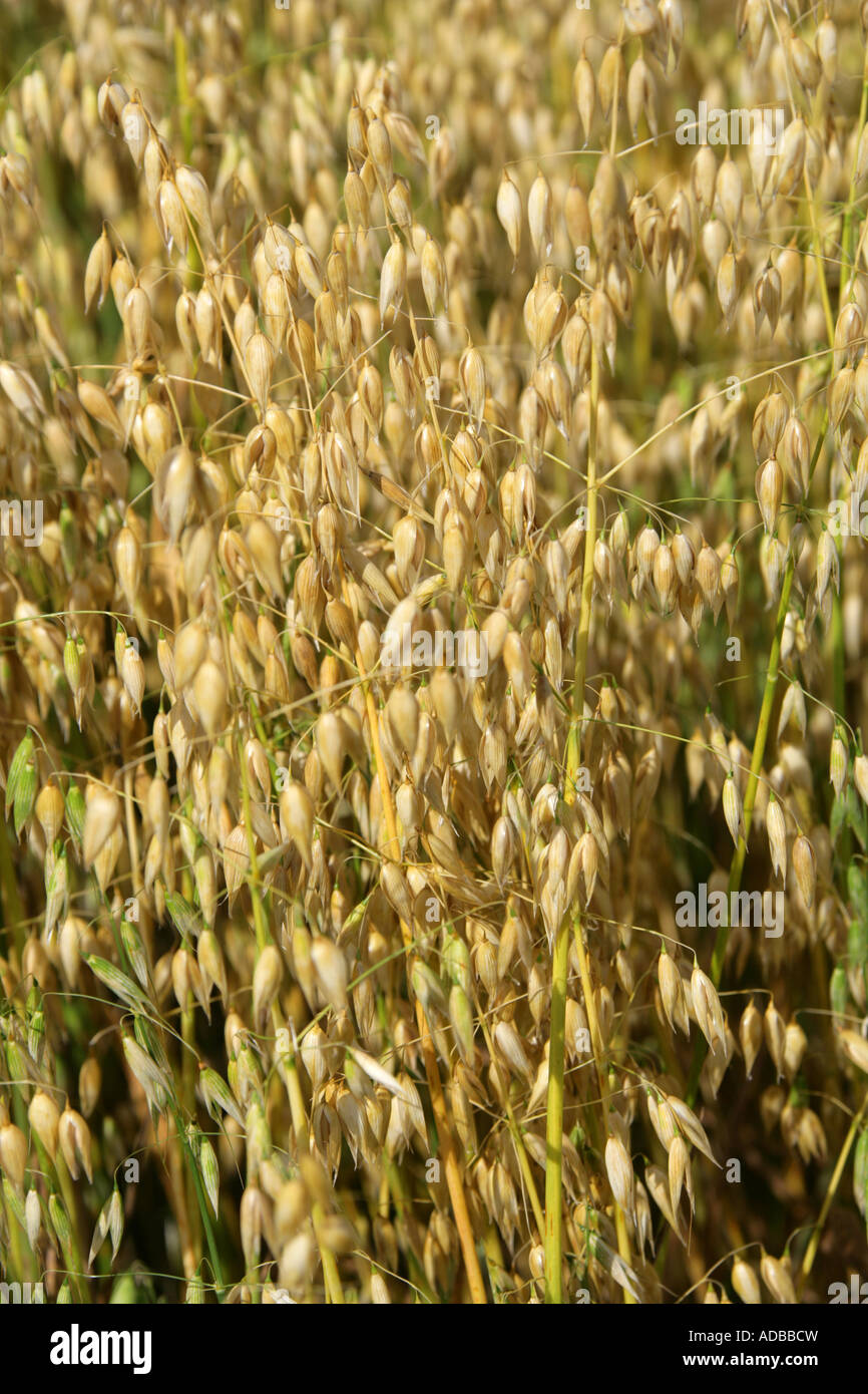 Oats, Avena sativa, Poaceae Stock Photo - Alamy