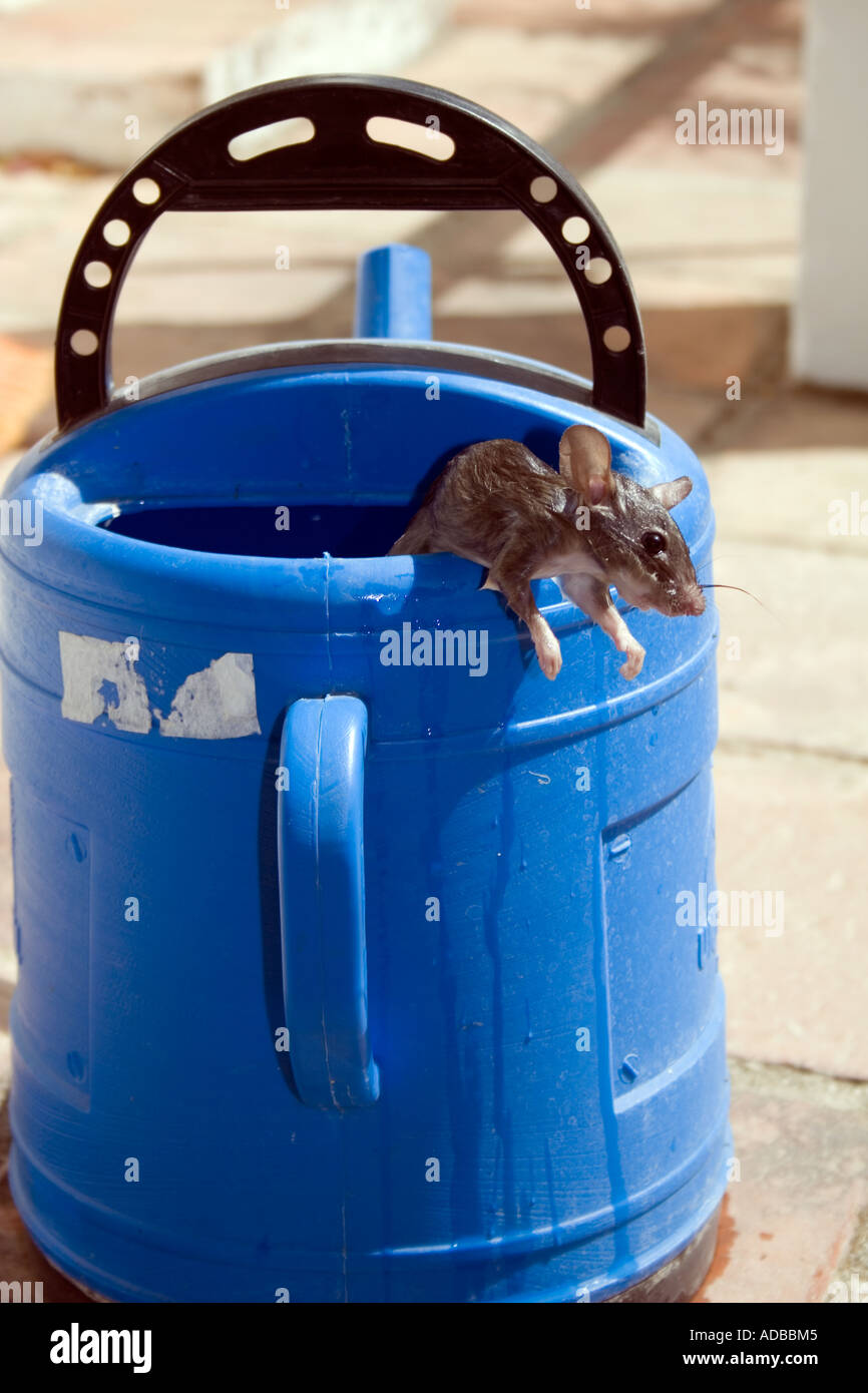 Wet Rat High Resolution Stock Photography and Images - Alamy