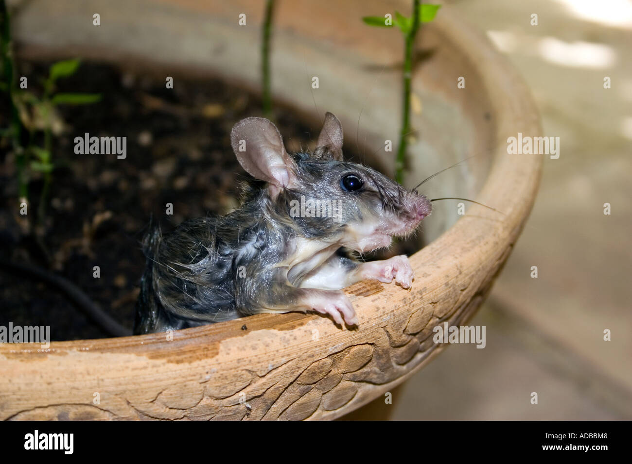 Drowned rat hi-res stock photography and images - Alamy