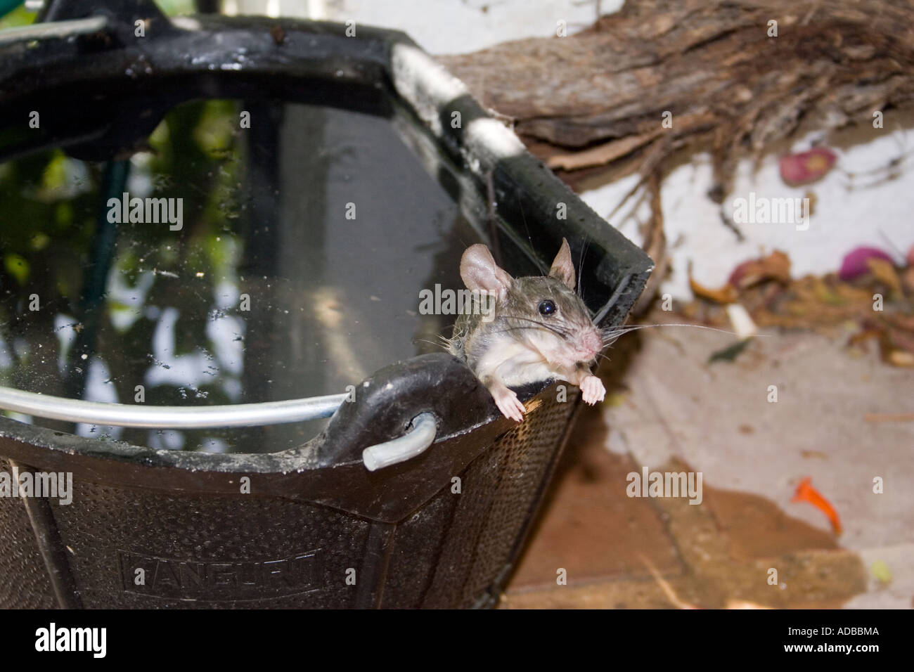 Wet rat hi-res stock photography and images - Alamy