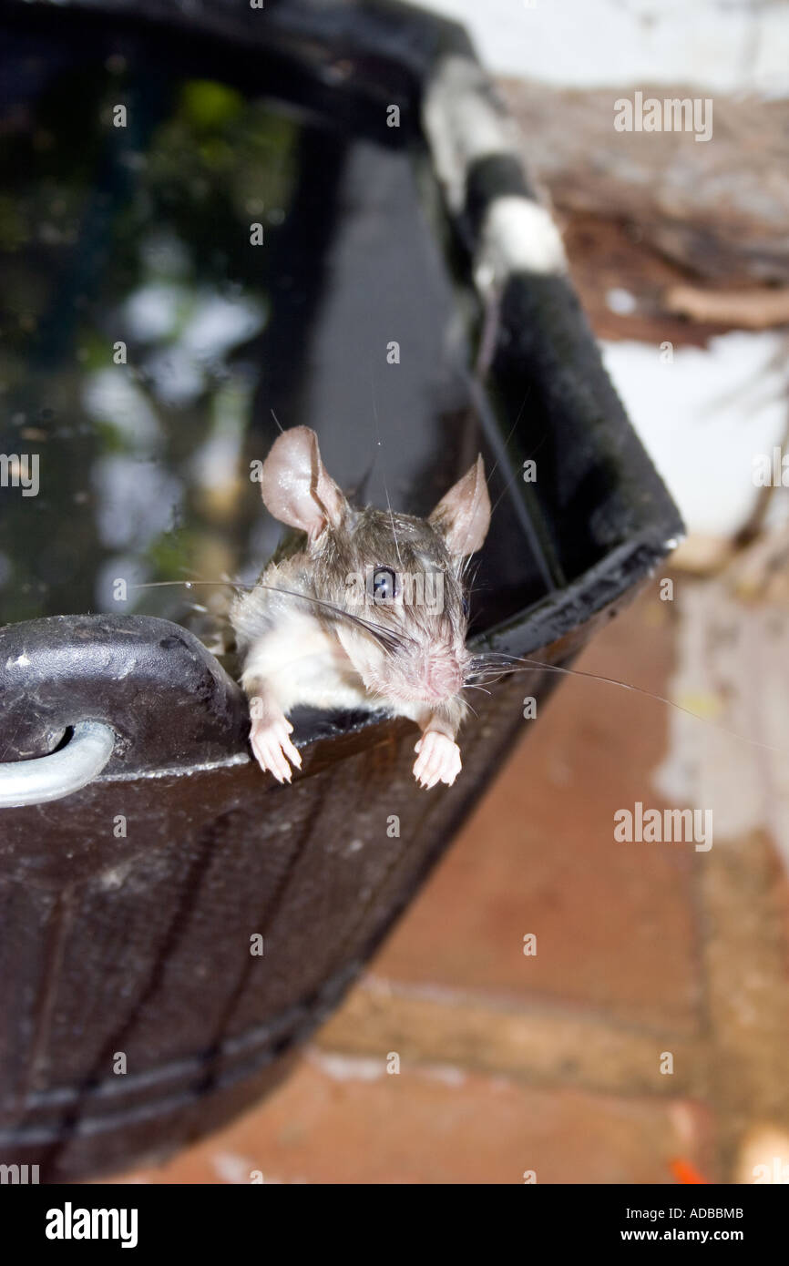 Climb out water wet hi-res stock photography and images - Alamy