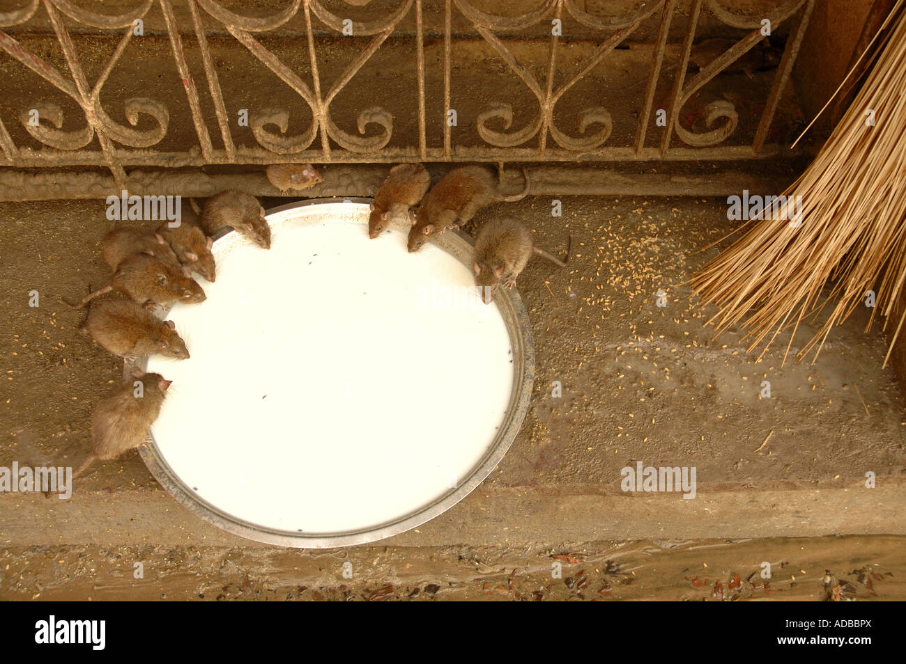 Rats drinking from a large saucer of milk in the Temple of Karni Mata ...