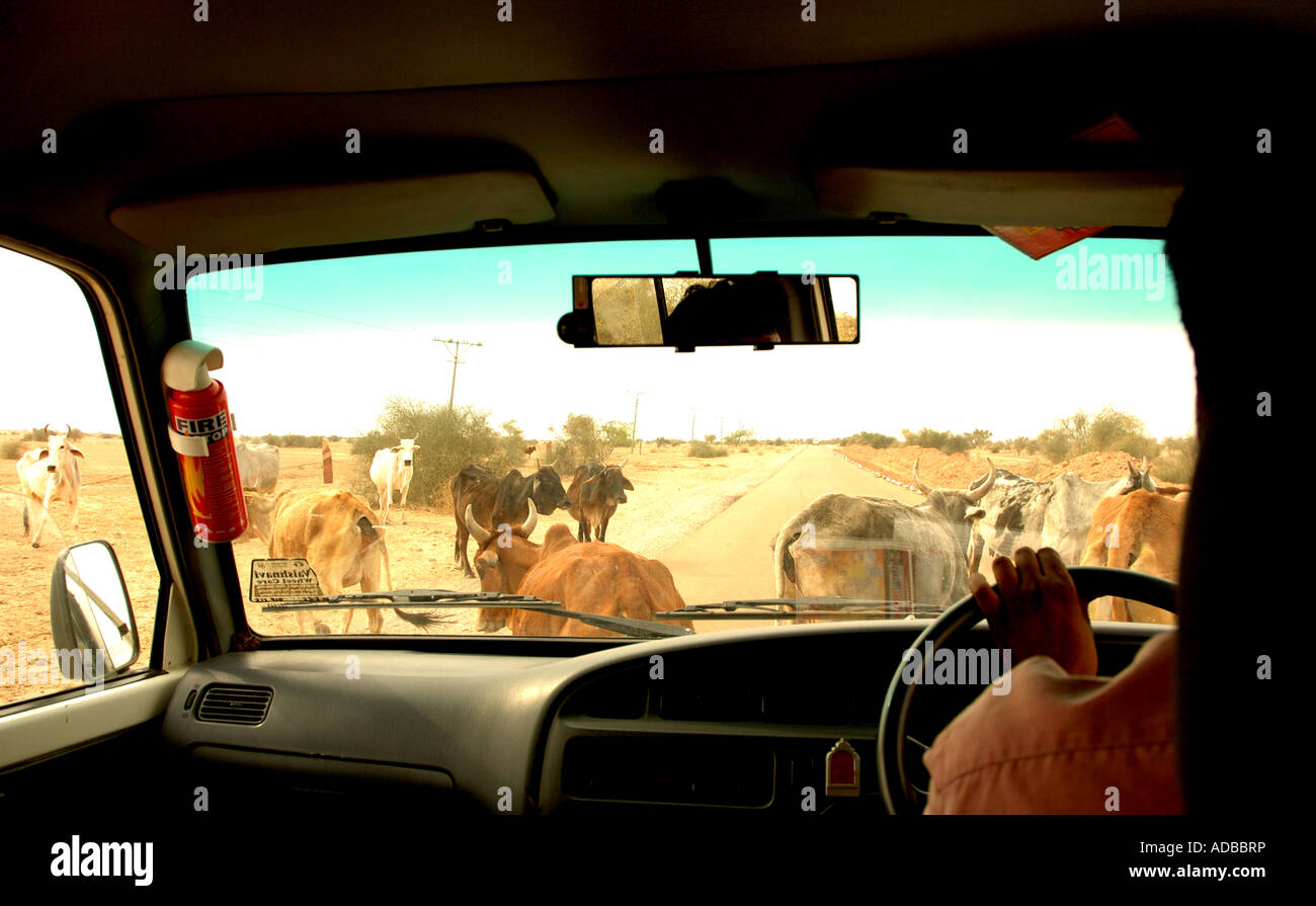 Cows blocking the road in Rajasthan India. A view from inside the car ...