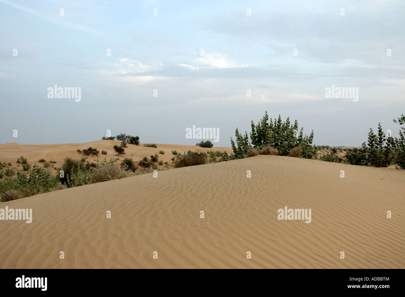 Rajasthan desert at dusk Stock Photo - Alamy