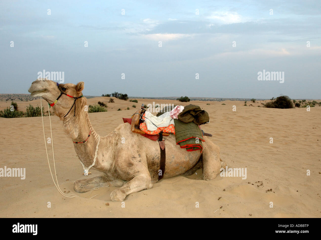 Camel in the desert of Rajasthan near pakistan border Stock Photo - Alamy