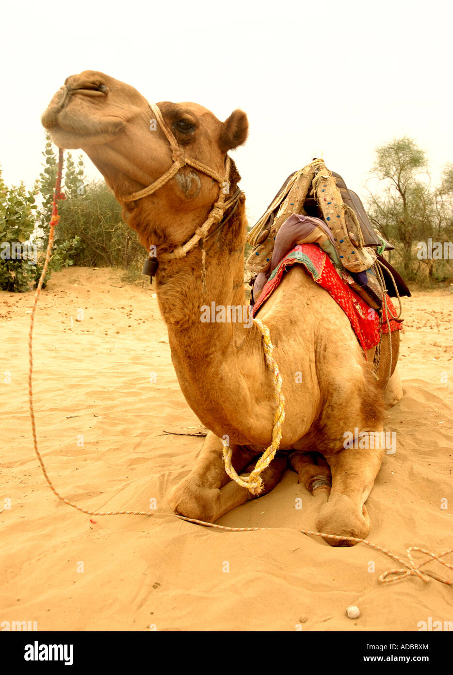 Camel in the Rajasthan Desert near the Pakistan border Stock Photo - Alamy
