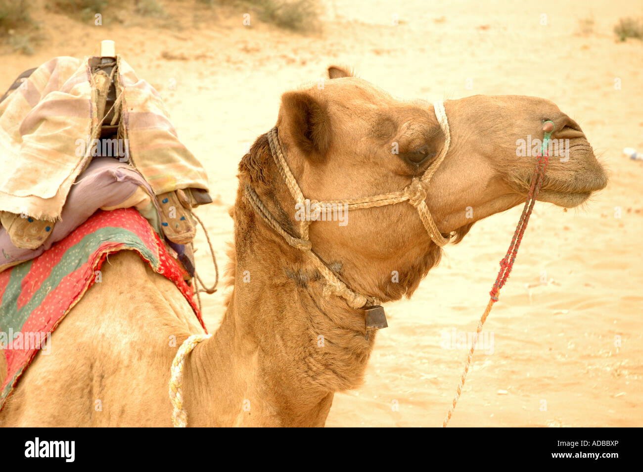 Camel in the Rajasthan Desert near the Pakistan border Stock Photo - Alamy