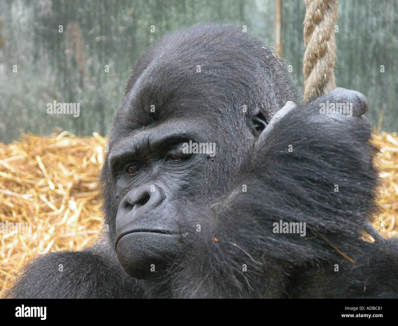 Silver back gorilla at Port Lympne Wild Animal Park Stock Photo - Alamy