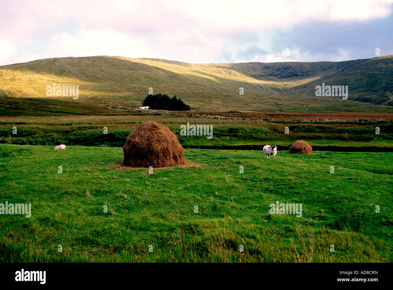 ireland, county mayo, hay stacks sit in the middle of a small green ...