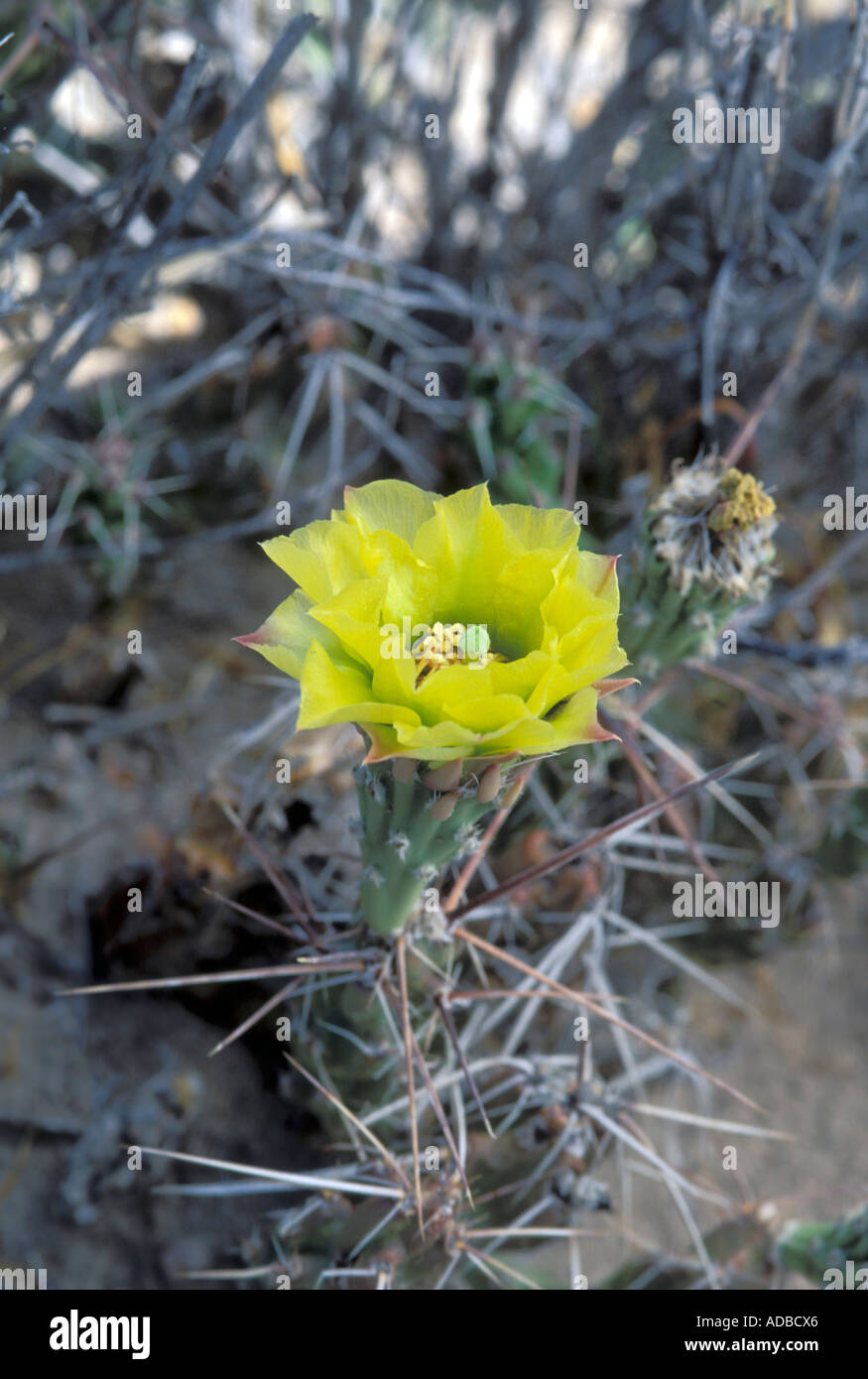 Devil Cactus or Dog Cholla, Opuntia schottii Stock Photo - Alamy