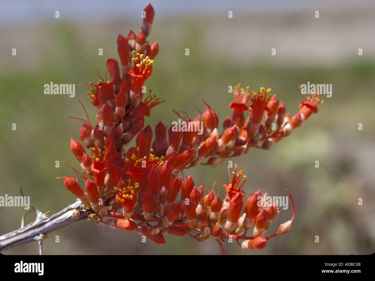 Devils walking stick hi-res stock photography and images - Alamy