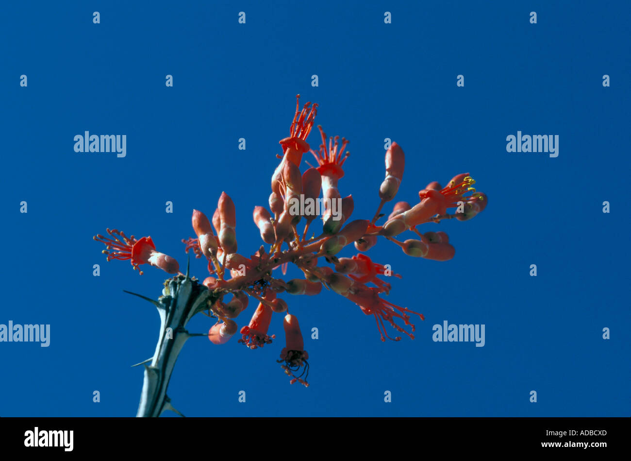 Devils walking stick hi-res stock photography and images - Alamy