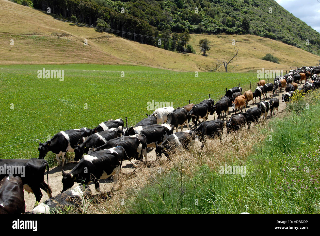 Mustering new zealand hi-res stock photography and images - Alamy