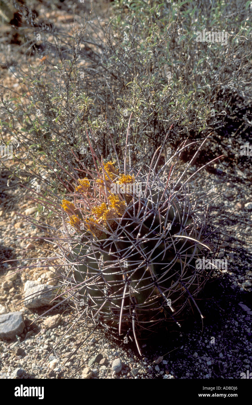 Long barrel hi-res stock photography and images - Alamy