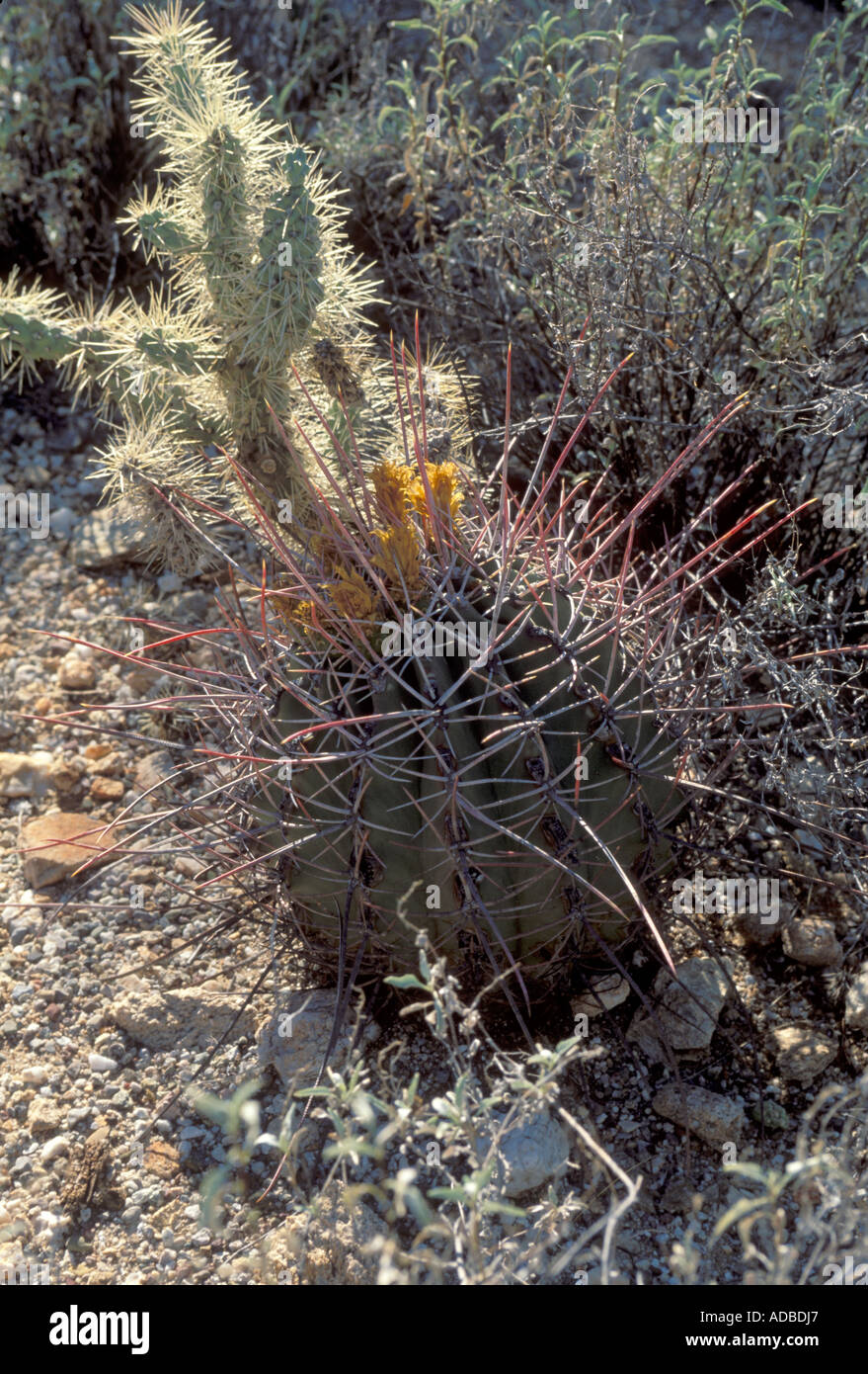 Long spined cactus hi-res stock photography and images - Alamy