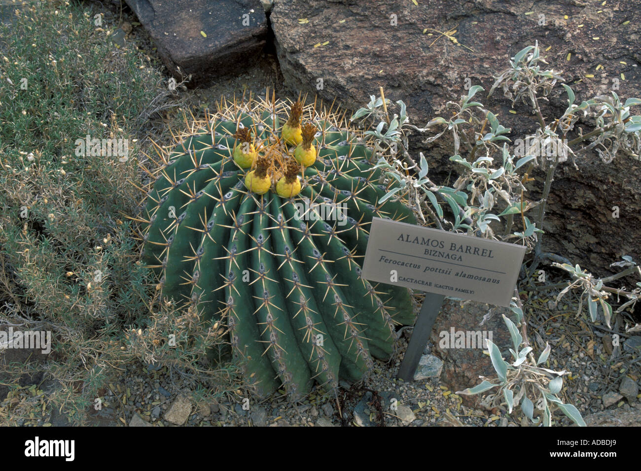 Ferocactus alamosanus hi-res stock photography and images - Alamy