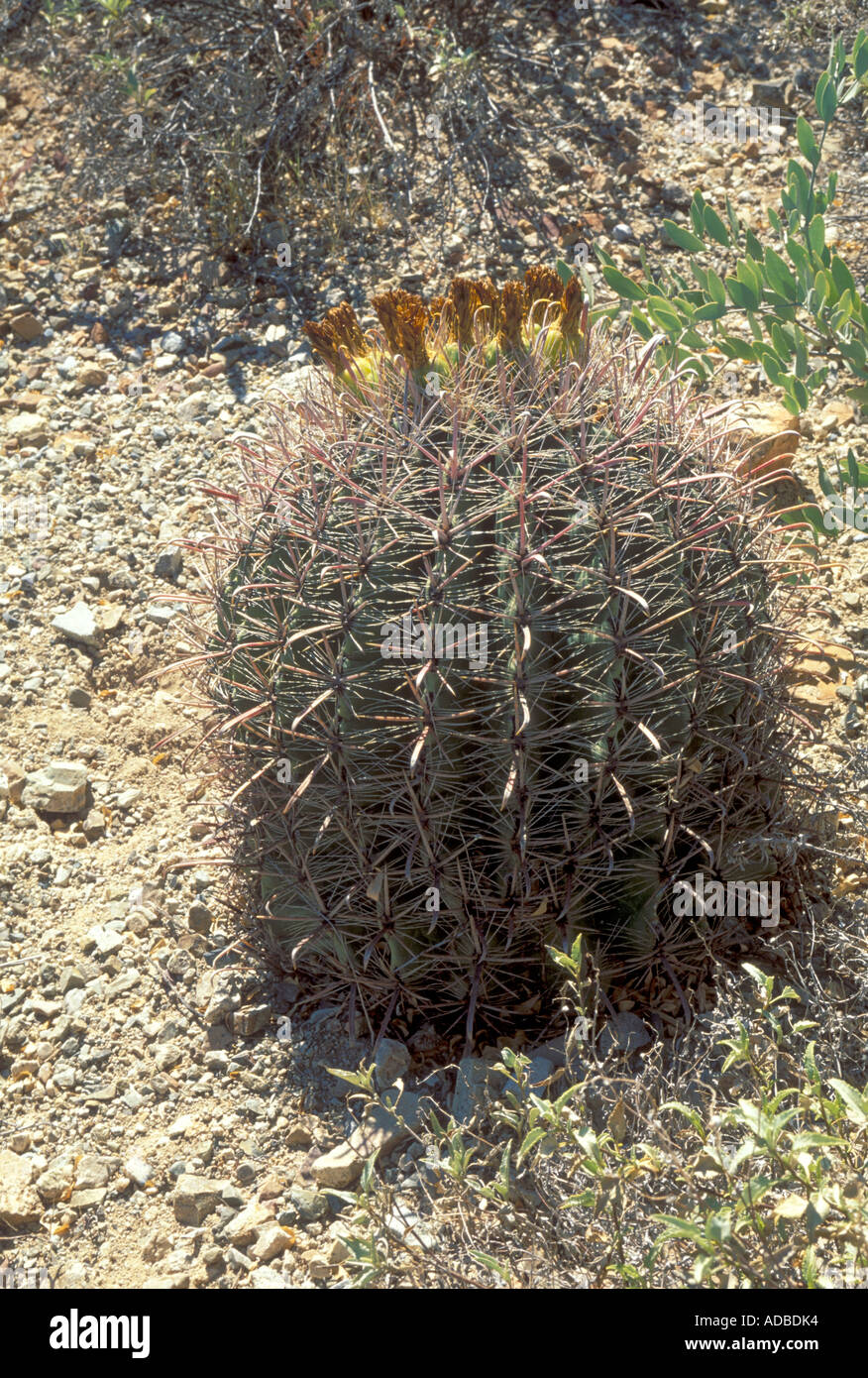 Arizona Barrel, Ferocactus wislizenii Stock Photo - Alamy