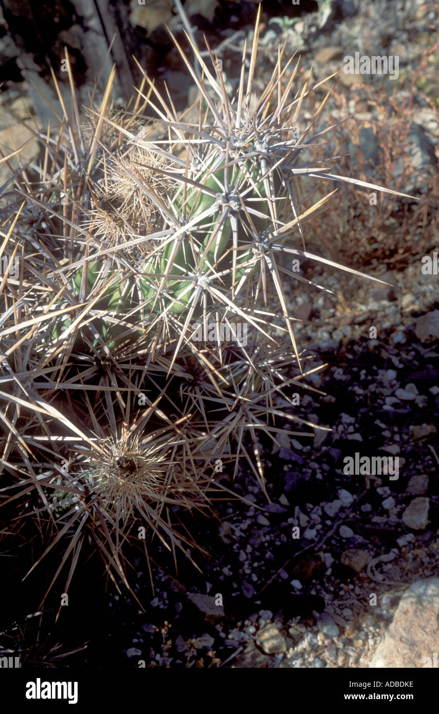 Diamond Cholla, Opuntia ramosissima, juvenile plant Stock Photo - Alamy