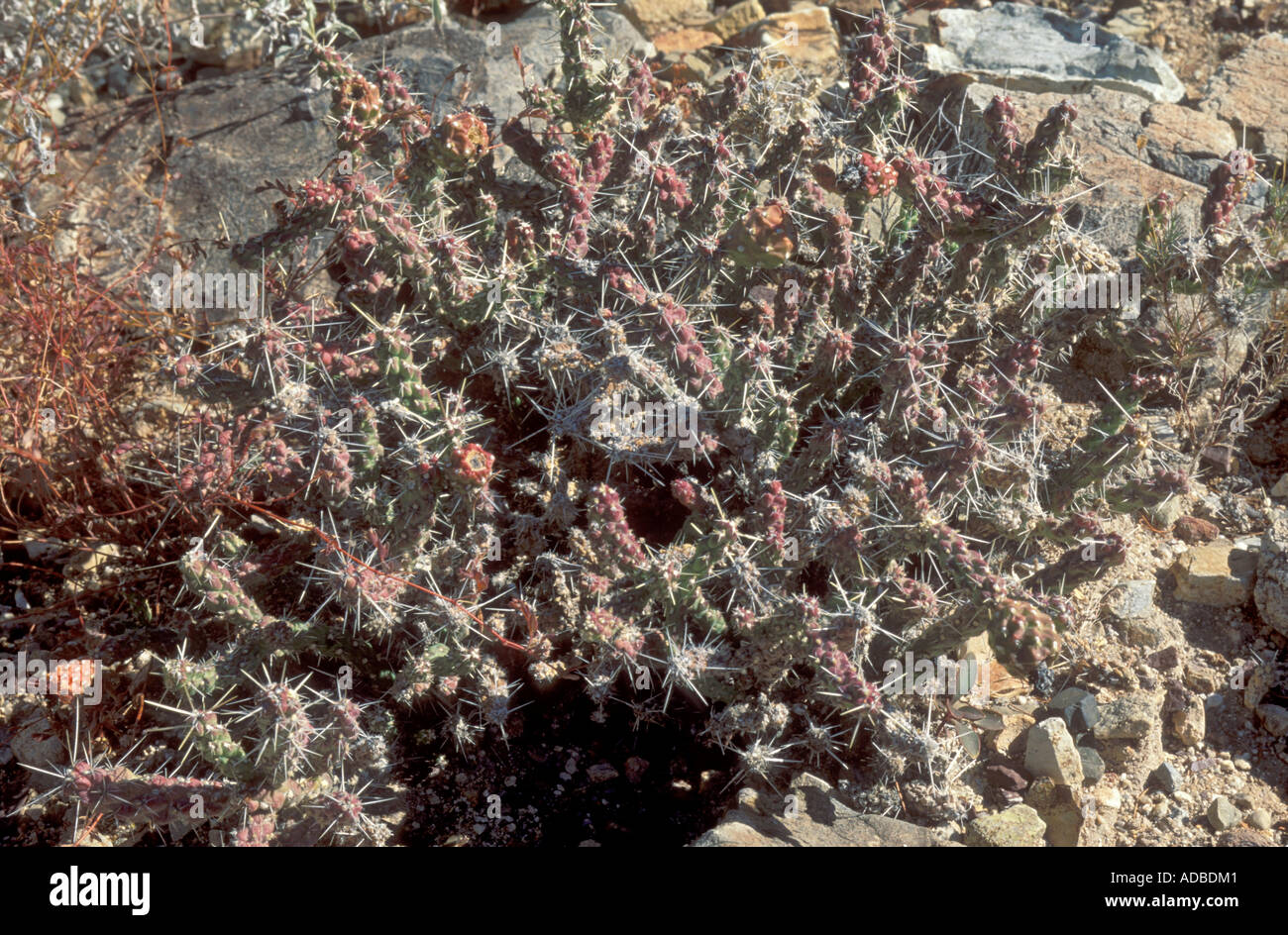 Whipplei hi-res stock photography and images - Alamy