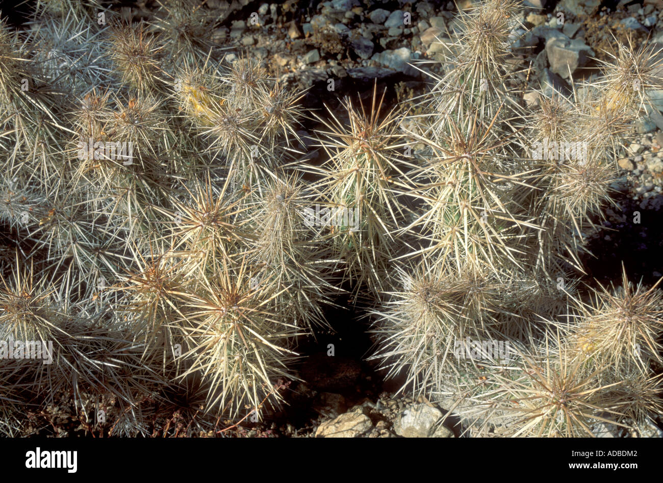 Kunze club cholla hi-res stock photography and images - Alamy