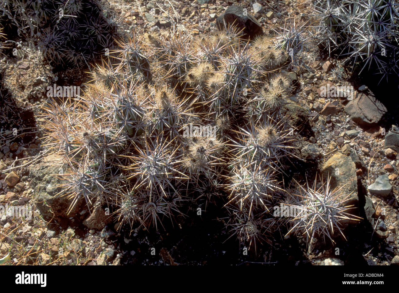 Baja Club Cholla, Opuntia invicta Stock Photo - Alamy