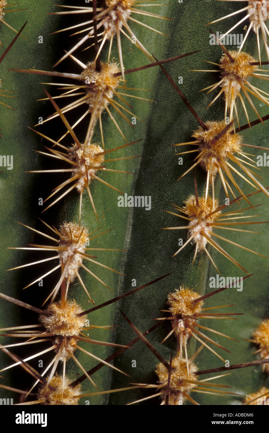 Patterns of spines hi-res stock photography and images - Alamy