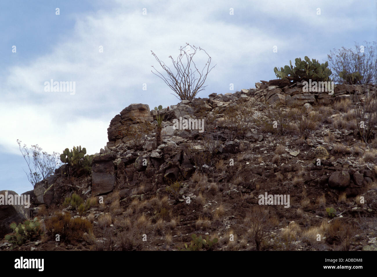 Chihuahuan desert skyline hi-res stock photography and images - Alamy