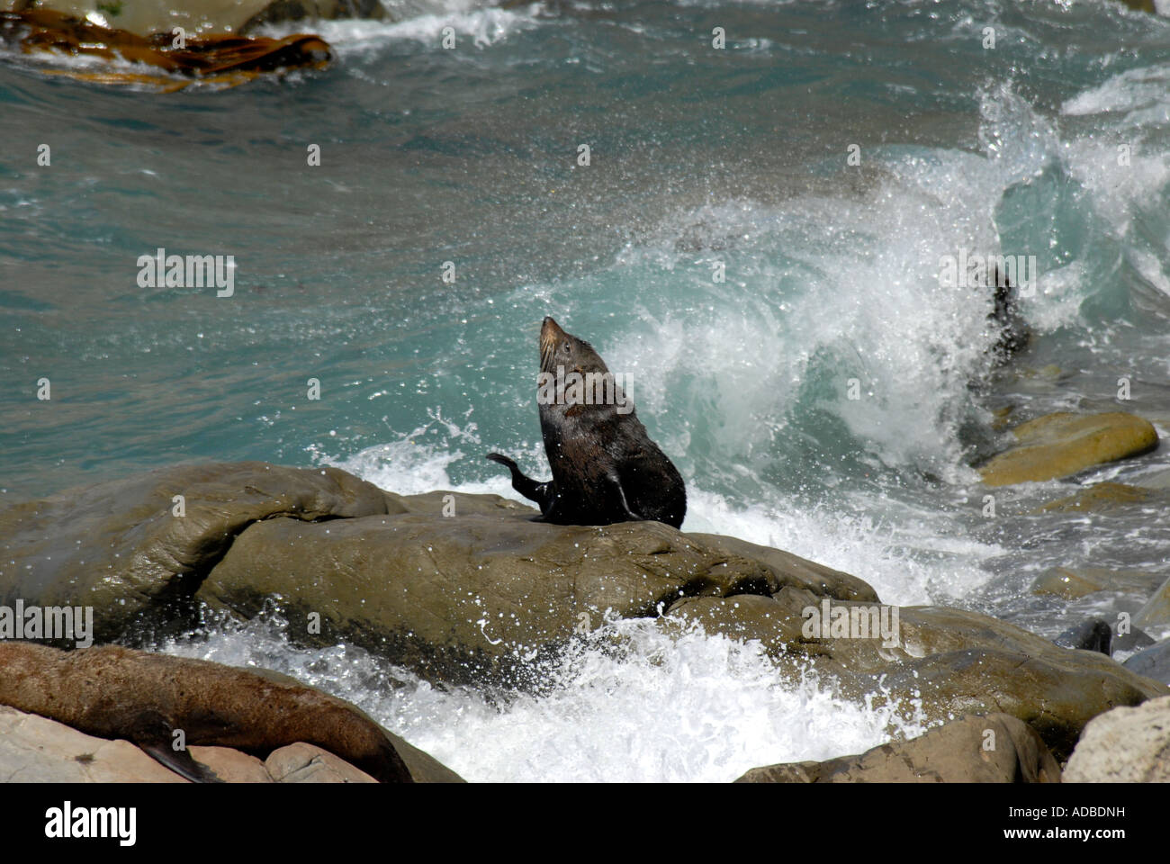 Fur seal on rocks with breaking waves East Coast South Island New ...