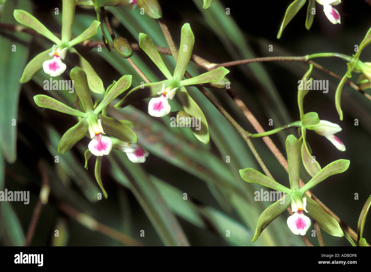 Encyclia orchids hi-res stock photography and images - Alamy