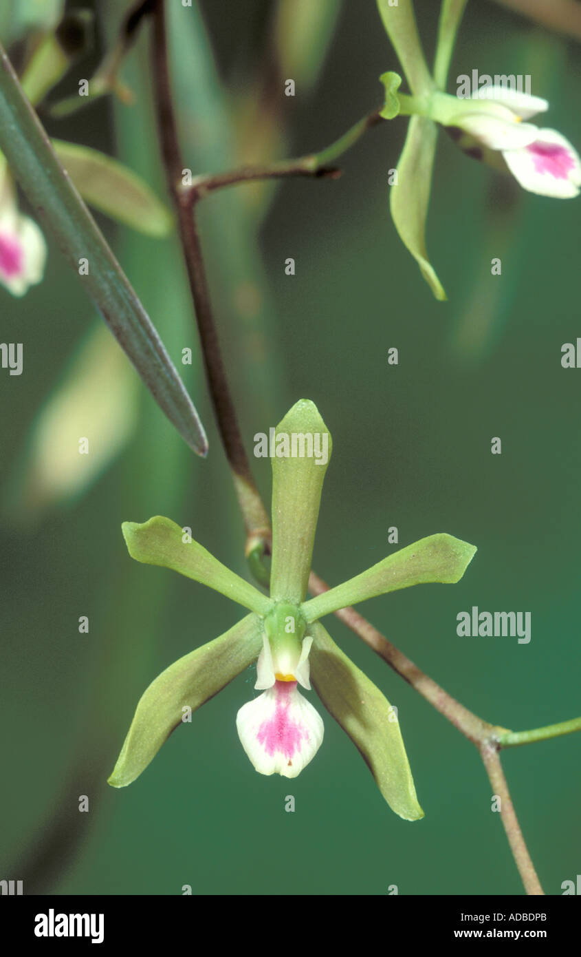 Encyclia orchid flowers hi-res stock photography and images - Alamy