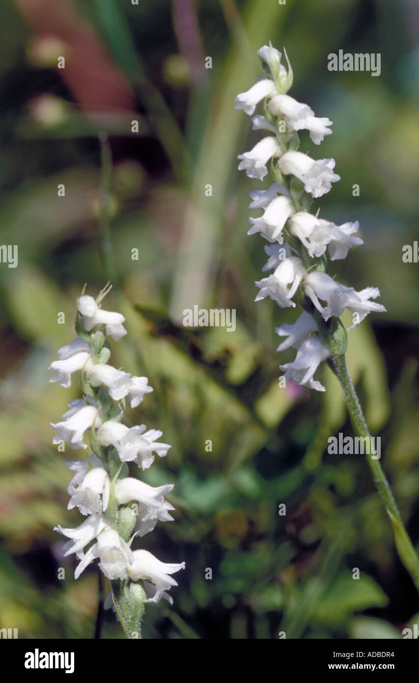 Nodding Ladies Tresses, Spiranthes cernua Stock Photo - Alamy