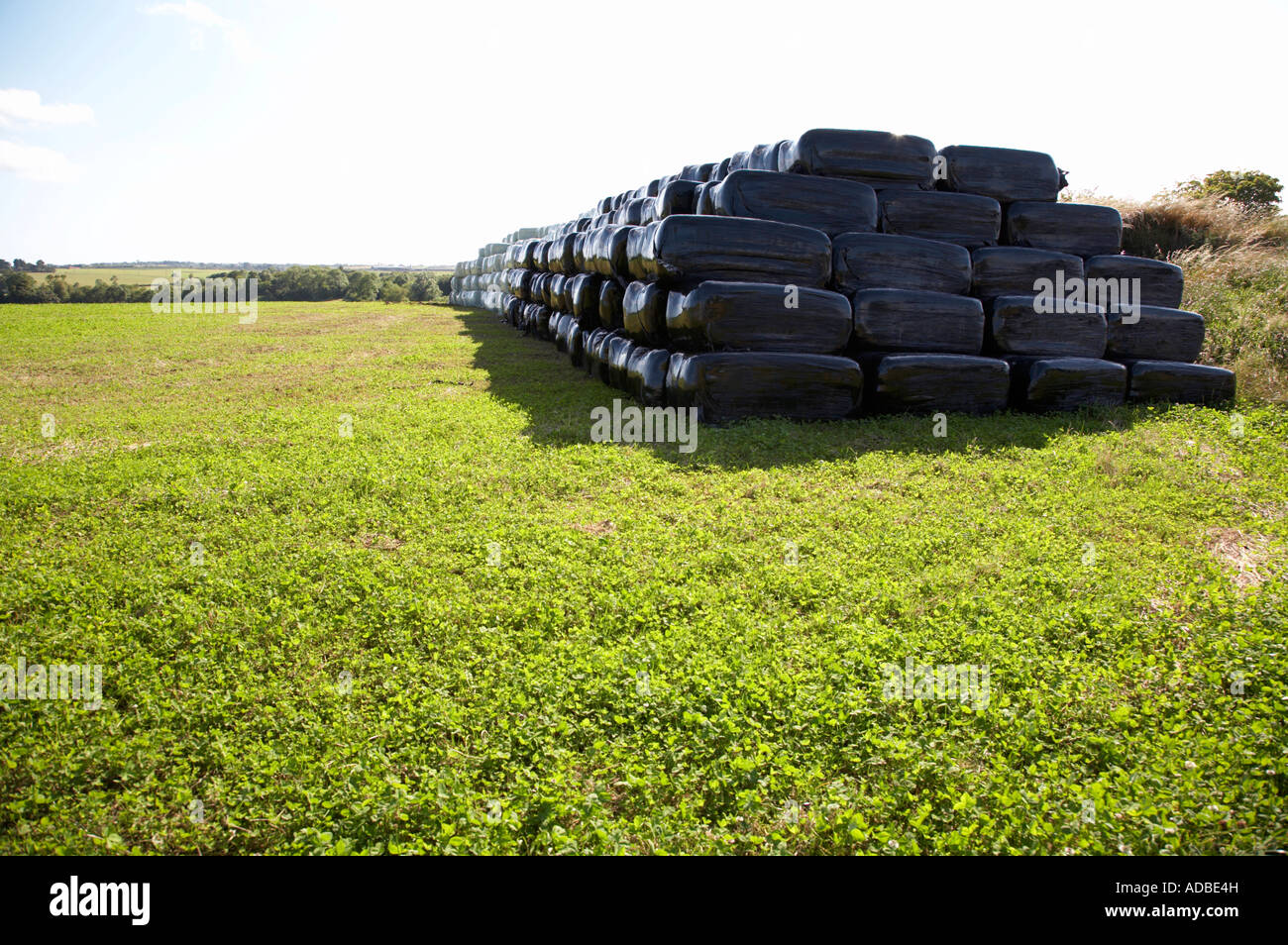 silage hay bales wrapped in plastic stacked on farmland in county ...