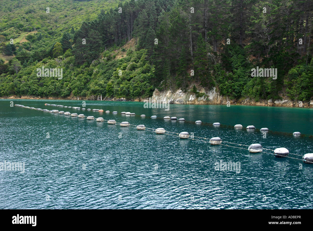 New zealand mussel farming hi-res stock photography and images - Alamy