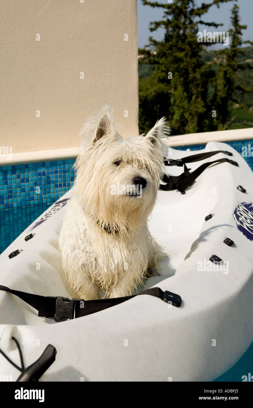 Dog sailing a canoe in a swimming pool Stock Photo - Alamy