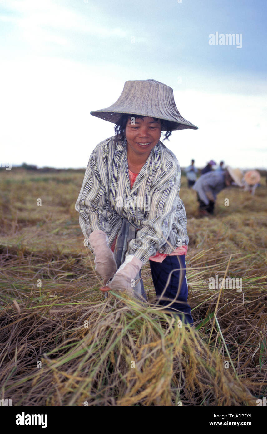 The Thai rice farmer during harvest Stock Photo - Alamy