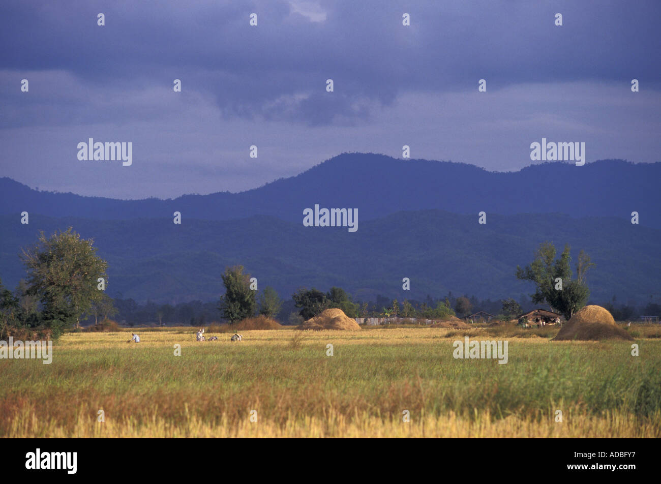 Thai rice paddy fields Stock Photo - Alamy