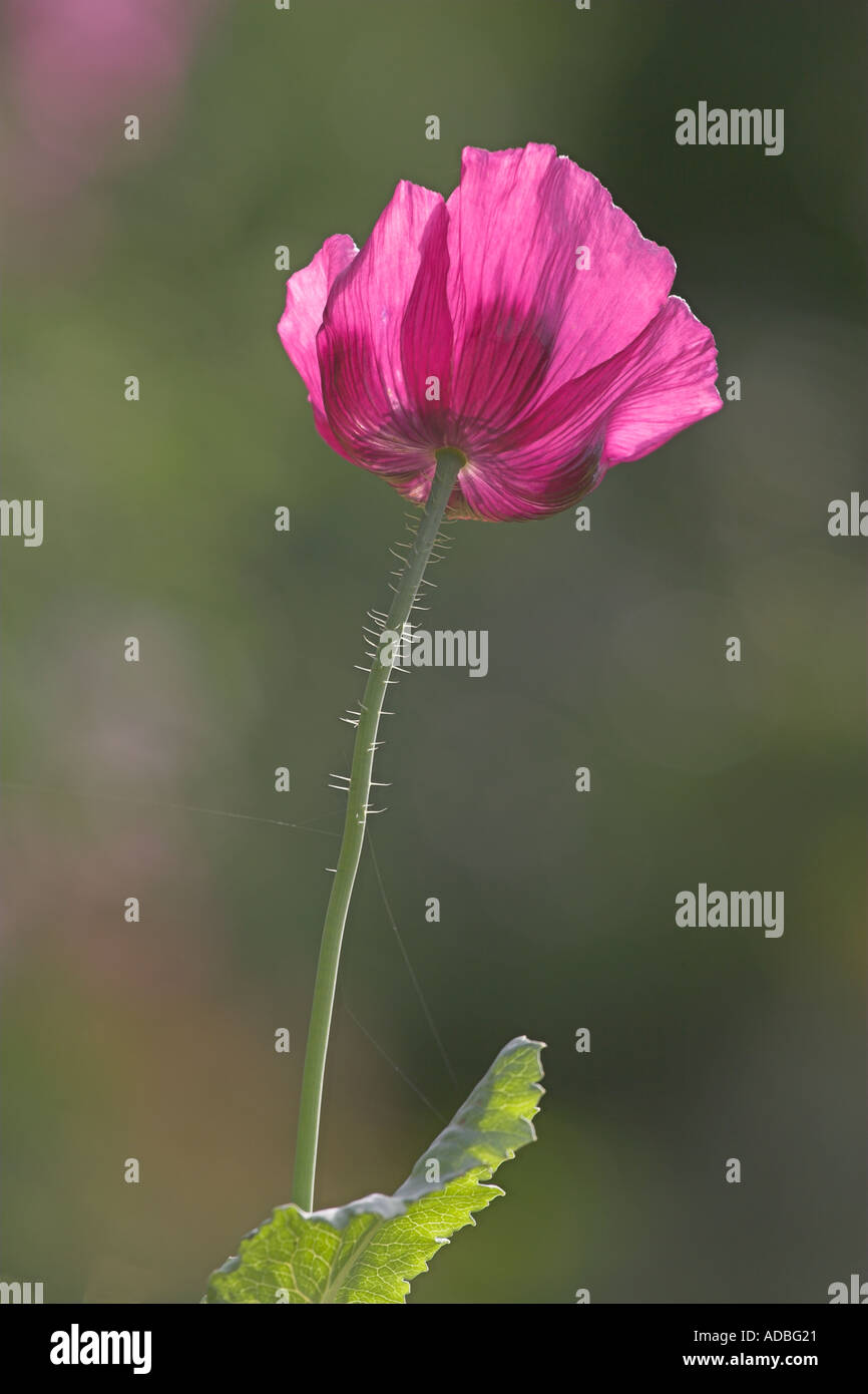 POPPY Close up view of a bright pink poppy flower Stock Photo - Alamy