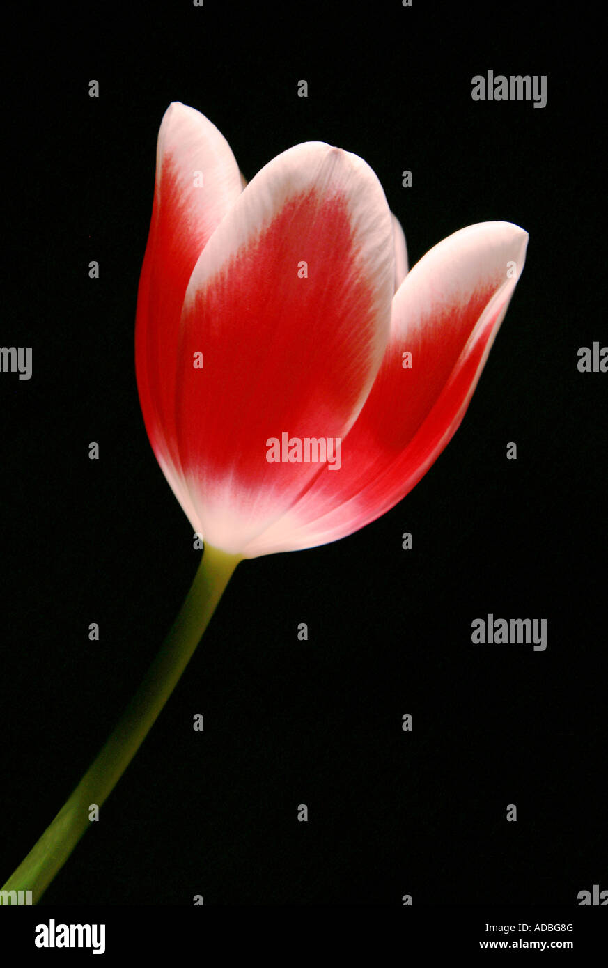 Red flower rich colours hi-res stock photography and images - Alamy