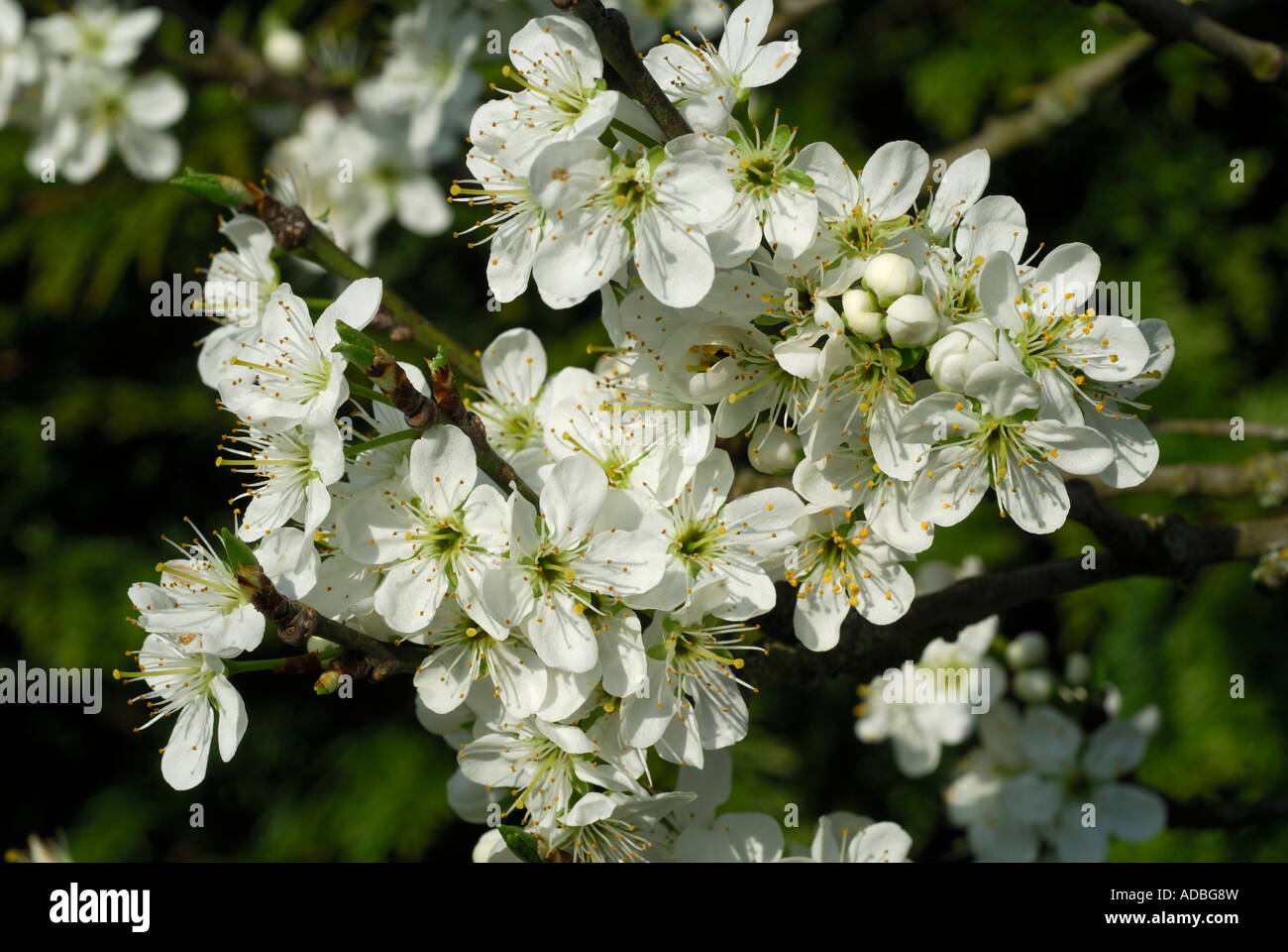 Plum blossom - Prunus spinosa Stock Photo - Alamy