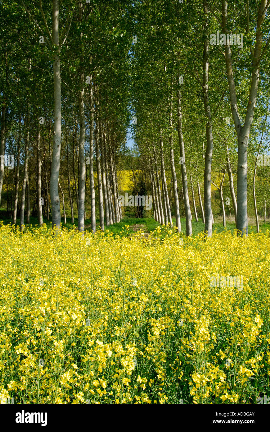 Oil-seed rape field and poplar trees, France Stock Photo - Alamy