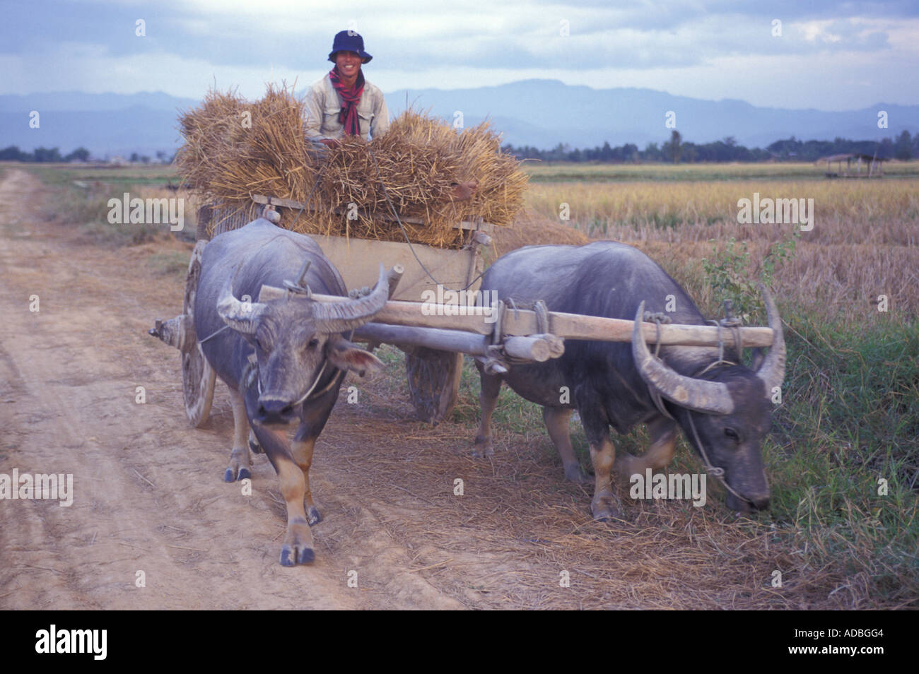 Thia farmer taking harvest home on buffalo drawn cart Stock Photo - Alamy