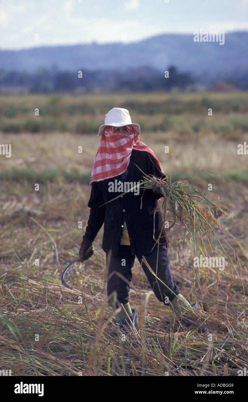 Thai rice farmer with red scarf Stock Photo - Alamy