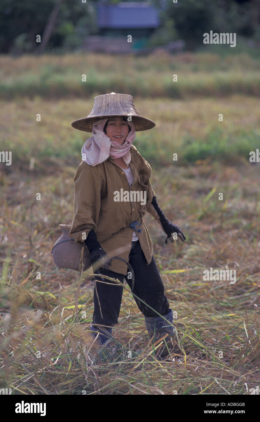 Female thai rice farmer portrait hi-res stock photography and images ...