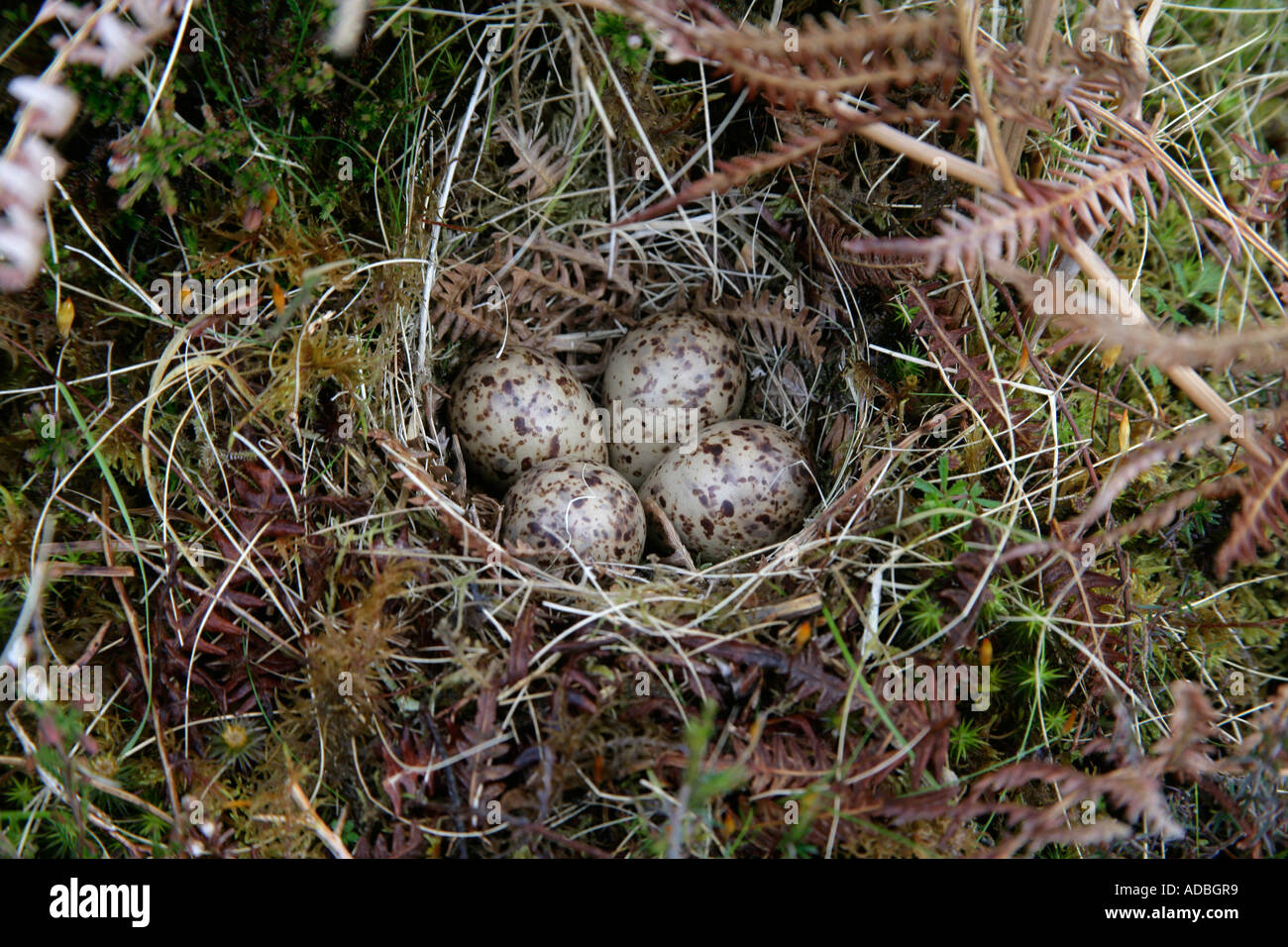 COMMON SANDPIPER Tringa hypoleucos Scotland Eggs Stock Photo - Alamy