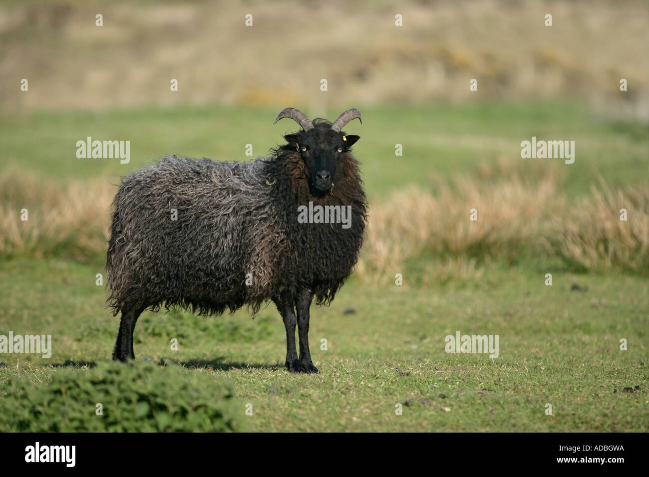 Black hebridean hi-res stock photography and images - Alamy